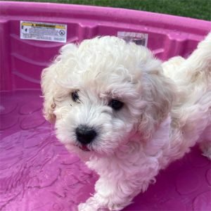 Townsends Bichons – Registered Bichon Frise breeders with the CKC